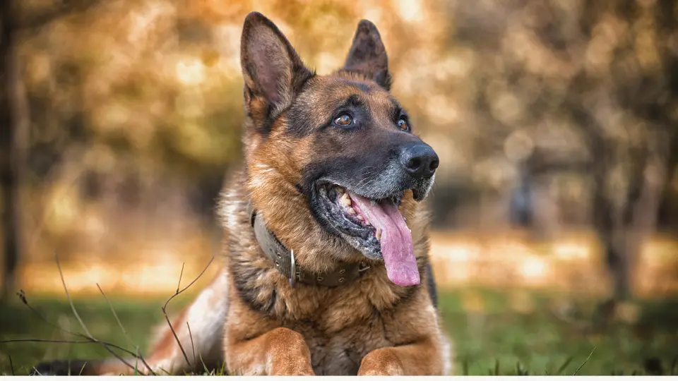 Dog Bite Prevention: Avoid Dog Bites & Liability Risks with These Tips